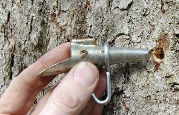 Maple Syrup | StrongsPage